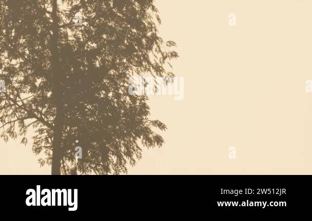 Ash tree silhouette Stock Videos & Footage - HD and 4K Video Clips - Alamy