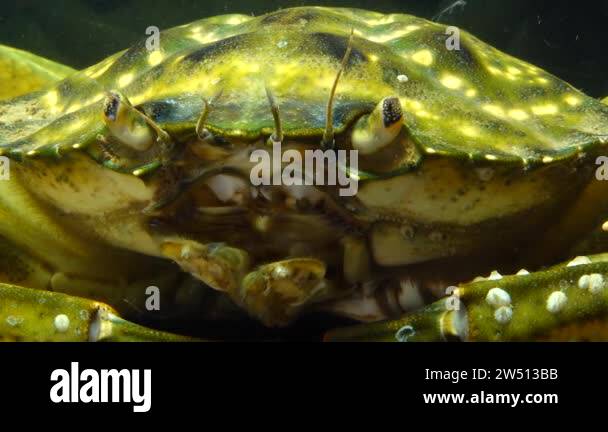 Compound eye in a Green or Shore crab (Carcinus maenas, Carcinus ...