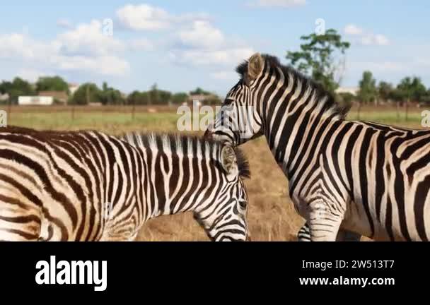 African zebras stand and wag their tails in the bright sun in the hot ...