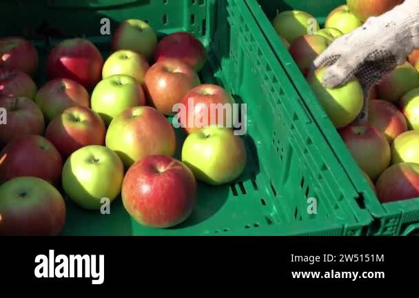Apple Harvest and Infield Sorting of Apples - Zoom Out. Apple Picking ...