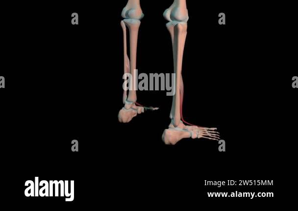 This 3d animation shows the extensor hallucis longus muscles in full ...