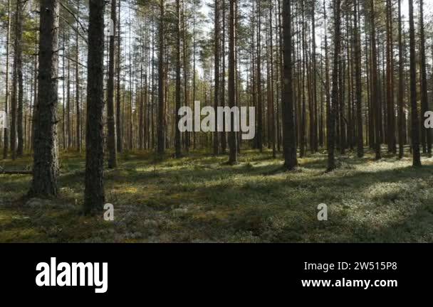 Shadows cast by pine trees Stock Videos & Footage - HD and 4K Video ...
