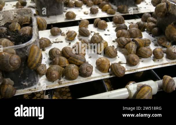 Cold chamber for the number of snails on a snail farm, a delicacy with ...