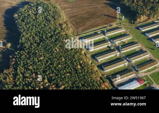 Aerial View Modern chicken farm, barns, Sheds. Birds-eye View In Sunny ...