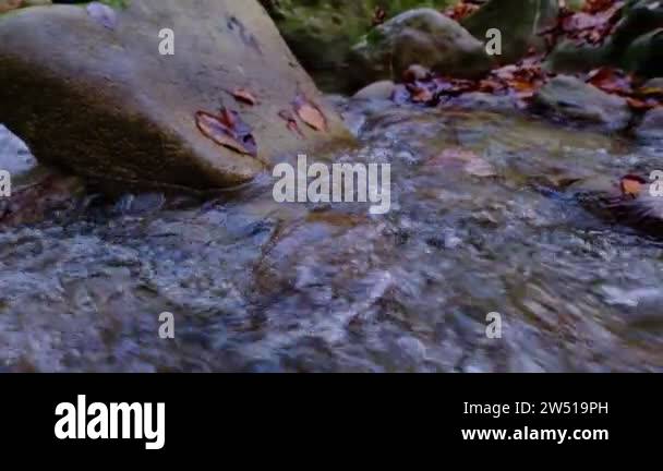 Maple and oak leaves float in water that reflects the sky and trees. Leaves in muddy water ...