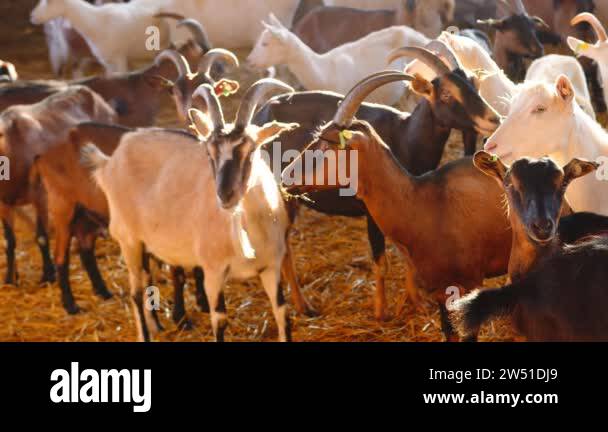 Big goat farm with goats. Goats on the farm. Animals on the farm Stock ...