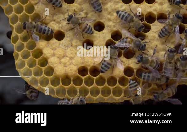 Bee brood frames are composed of brood at various stages of development ...