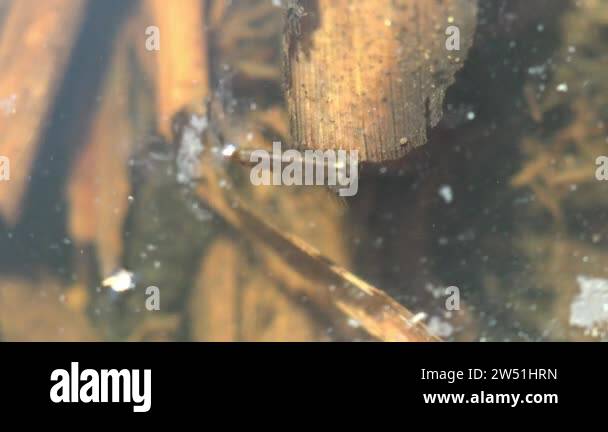 Larvae Mosquito floats pull the body to move, stage third, larvae ...