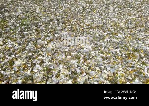 luxury gold glitter sparkle shining on the floor, festival and ...