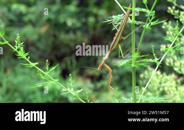 A praying mantis on a plant in the outdoors during the summer weather ...
