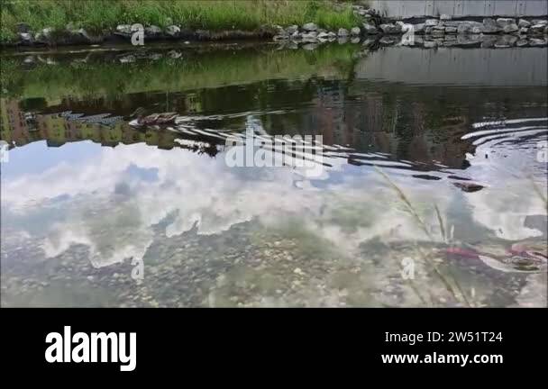 Species of dragonfly Stock Videos & Footage - HD and 4K Video Clips - Alamy