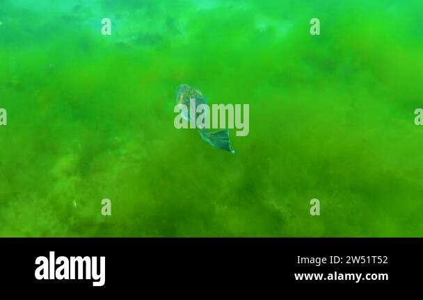 The Atlantic stargazer (Uranoscopus scaber), dangerous poisonous fish ...