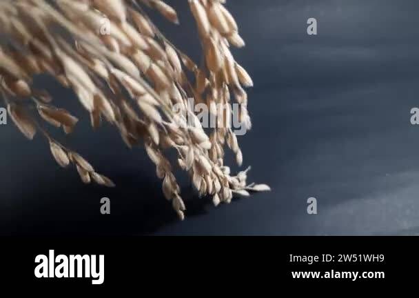 Paddy grain in black background. Ear of paddy. grain in paddy concept ...