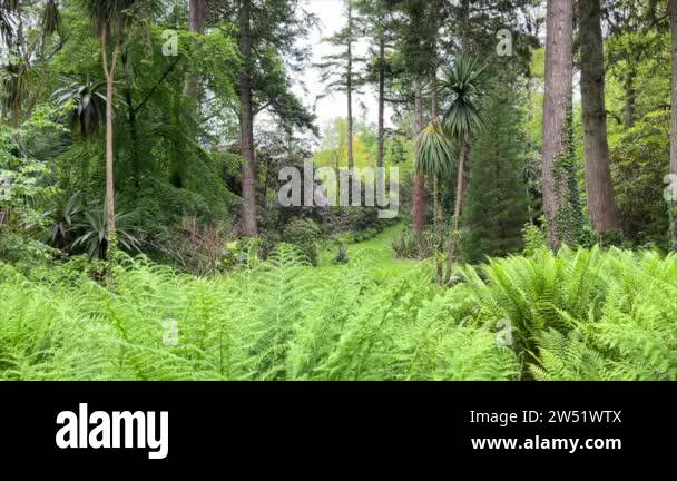 Palm tree ferns in Stock Videos & Footage - HD and 4K Video Clips - Alamy