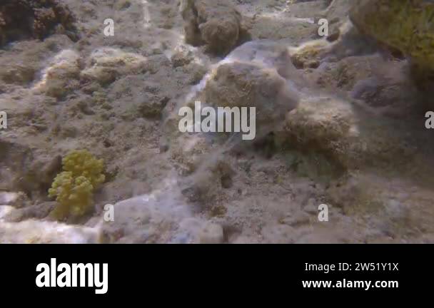Coral reefs covered in spider webs from Caribbean worm snails ...