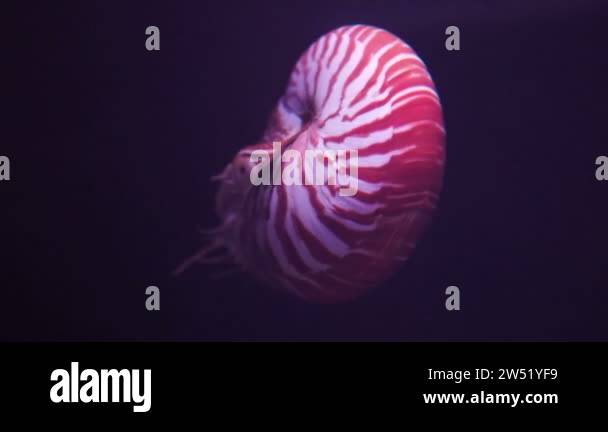 Nautilus shell in ocean Stock Videos & Footage - HD and 4K Video Clips ...