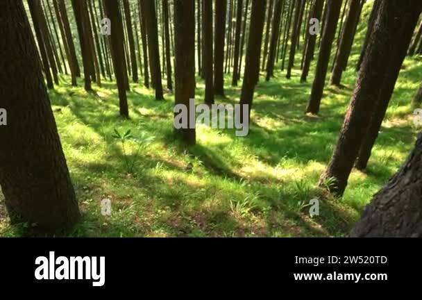 Cool fresh breeze blowing through tall trees of the forest forming ...