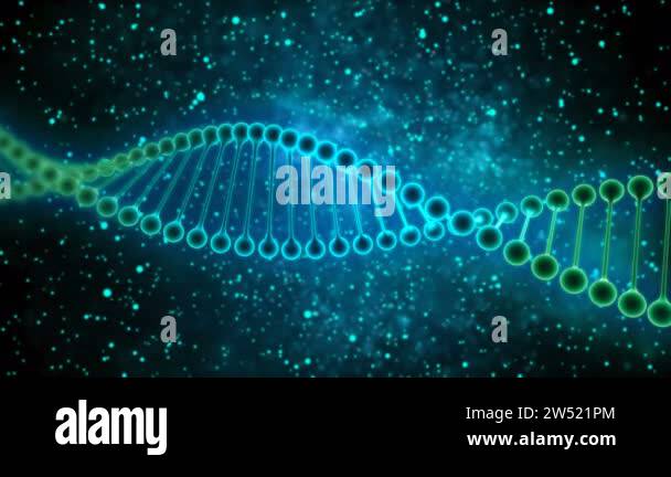 DNA is a nucleic acid that contains the genetic instructions for the ...