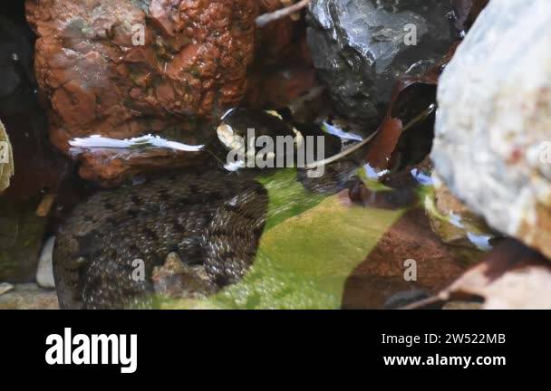 water snake in a pond, Natrix natrix, tongue of snake, water snake ...