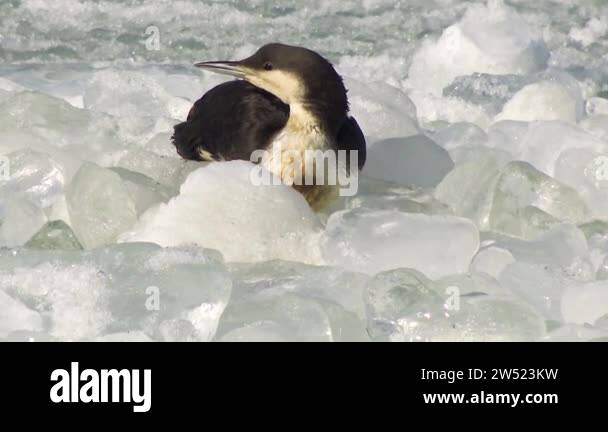 Black-throated loon (Gavia arctica), a bird freezes on floating ice in ...