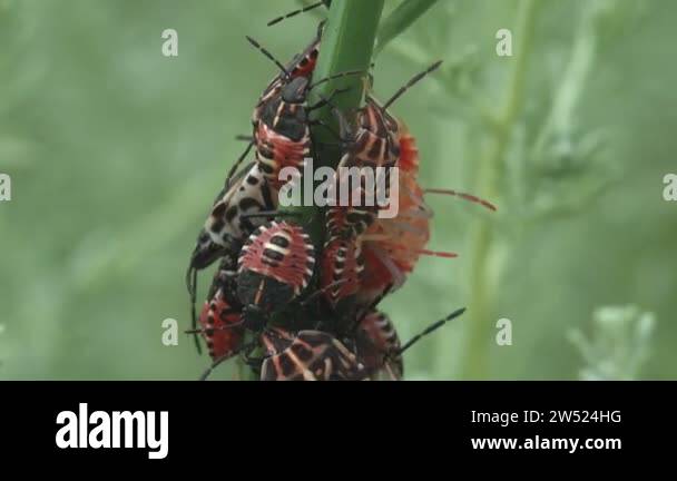 Brown marmorated stink bug Colony Instars, Halyomorpha halys, after ...