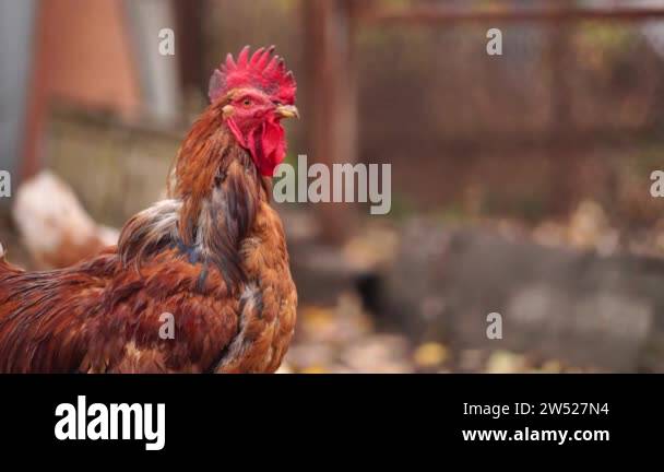 Red hen and rooster walk in the paddock. A common red rooster and a hen ...