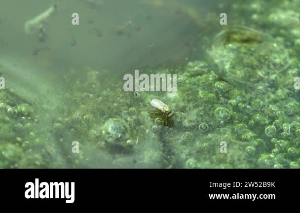 A larvaes Mosquito floats, stage third, larvaes floats on surface among ...
