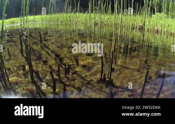 bog and Tadpoles, mountain pond, BOG, TADPOLES, mountain, Mountain Frog ...