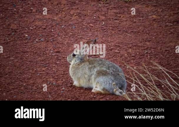 Utah fauna Stock Videos & Footage - HD and 4K Video Clips - Alamy