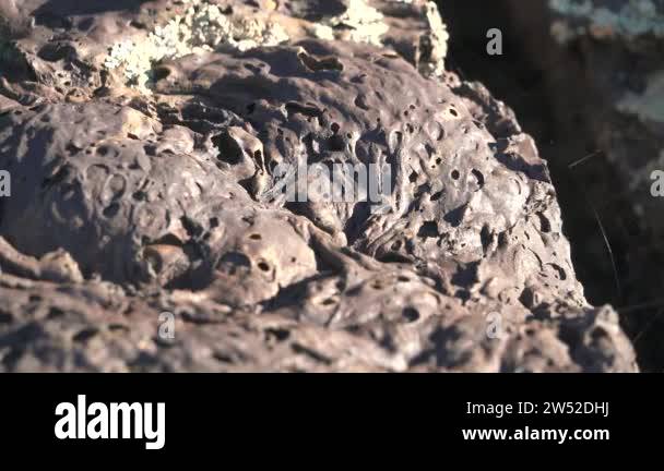 Solidified Lava Igneous Rock.Basalt spongy structure porous crushed and ...