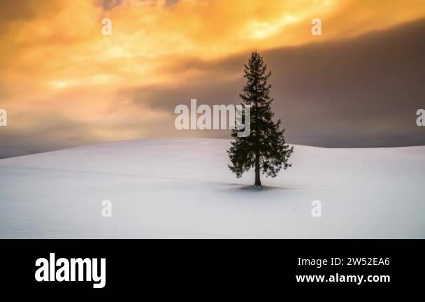 Biei christmas tree Stock Videos & Footage - HD and 4K Video Clips - Alamy