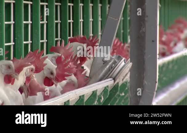 Chickens with Red Crest on Cages at Poultry Farm. Poultry Farm, Food ...
