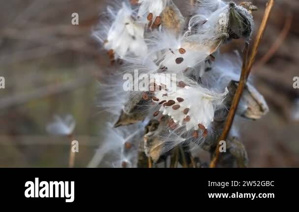 beautiful milkweed seeds. dry stalks and milkweed seeds Stock Video ...