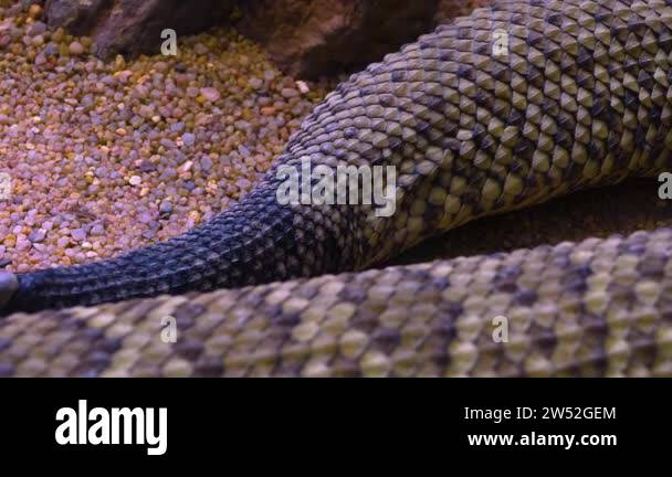 Rattlesnake tail Stock Videos & Footage - HD and 4K Video Clips - Alamy