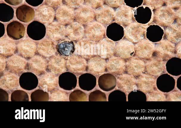 The moment of birth of a bee. Honey Bee Brood. Brood care. The Birth of ...