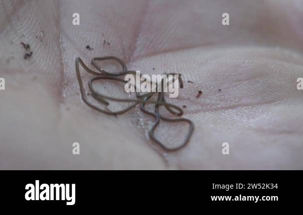 Nematomorpha (sometimes called Gordiacea, and commonly known as ...