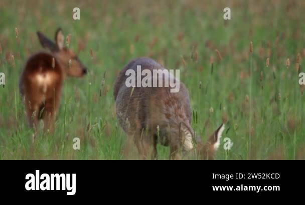 Roe deer uk Stock Videos & Footage - HD and 4K Video Clips - Alamy