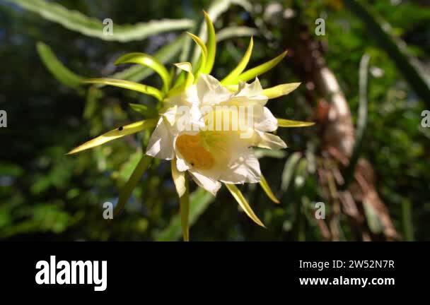 Beautiful Dragon fruit flower, Hylocereus undatus, the white fleshed ...