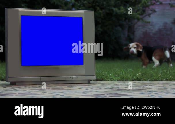 Beagle Dog and Old Television with a Chroma Blue Screen in the Backyard ...