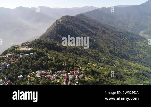 State tree of sikkim Stock Videos & Footage - HD and 4K Video Clips - Alamy