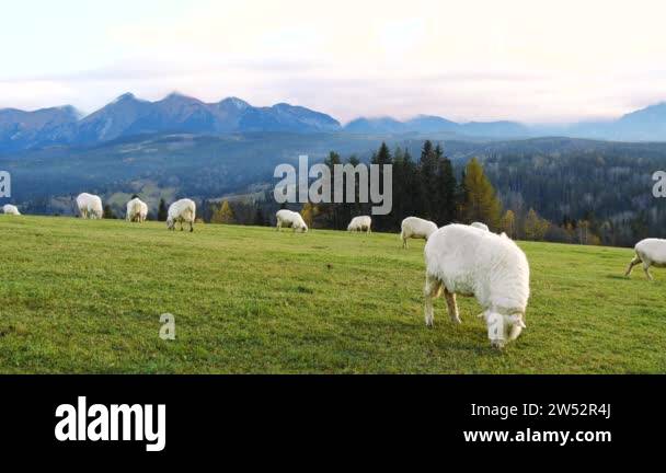 Sheep, lambs and rams are grazing on a hill in the mountains. Rural ...