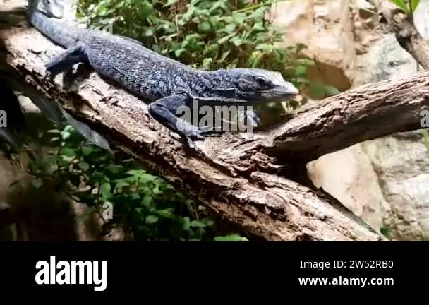 Big grey lizard climbing a tree in the zoo. Watching amphibians in a ...
