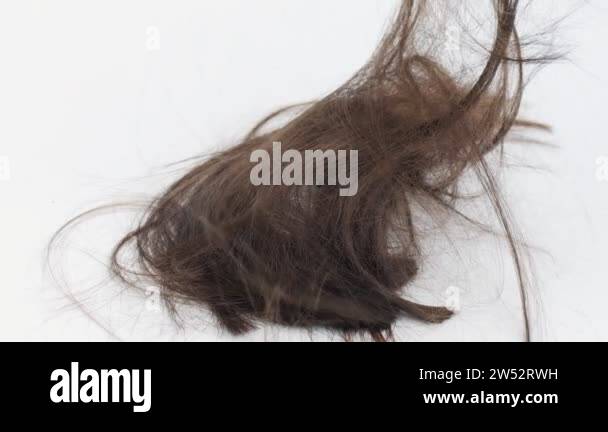 Cut Brown Hair Falls To The White Floor Close-up. Falling Hair On White ...
