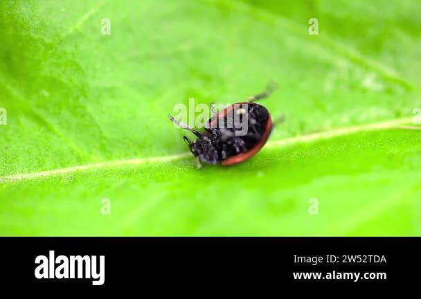Turned feet Stock Videos & Footage - HD and 4K Video Clips - Alamy