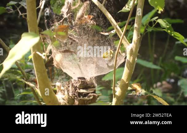 Large spider dwelling Stock Videos & Footage - HD and 4K Video Clips ...