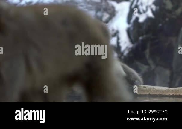 Slow motion group of Japanese macaques sitting checking for fleas and ...