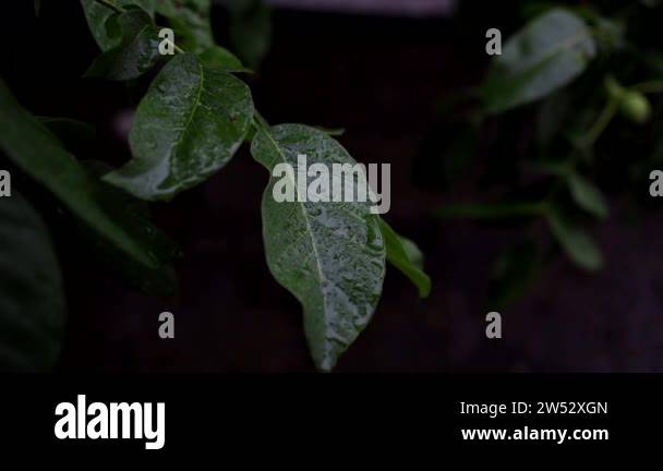 Rain dripping on leaf Stock Videos & Footage - HD and 4K Video Clips ...