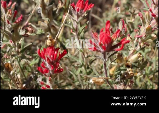 Desert spike Stock Videos & Footage - HD and 4K Video Clips - Alamy