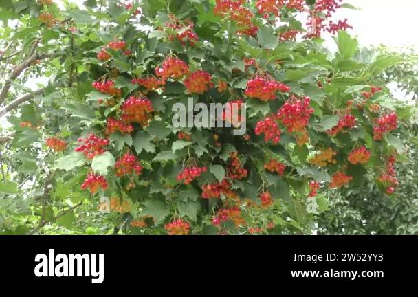 Kalina plant Stock Videos & Footage - HD and 4K Video Clips - Alamy