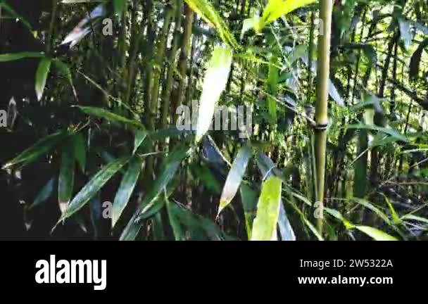 Pan bamboo Stock Videos & Footage - HD and 4K Video Clips - Alamy